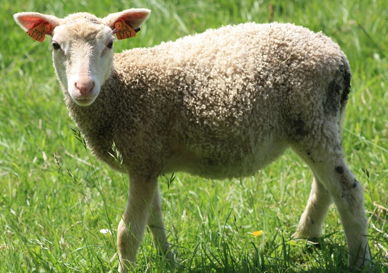 Lena’s Lamb | Ontario's Blue Coast