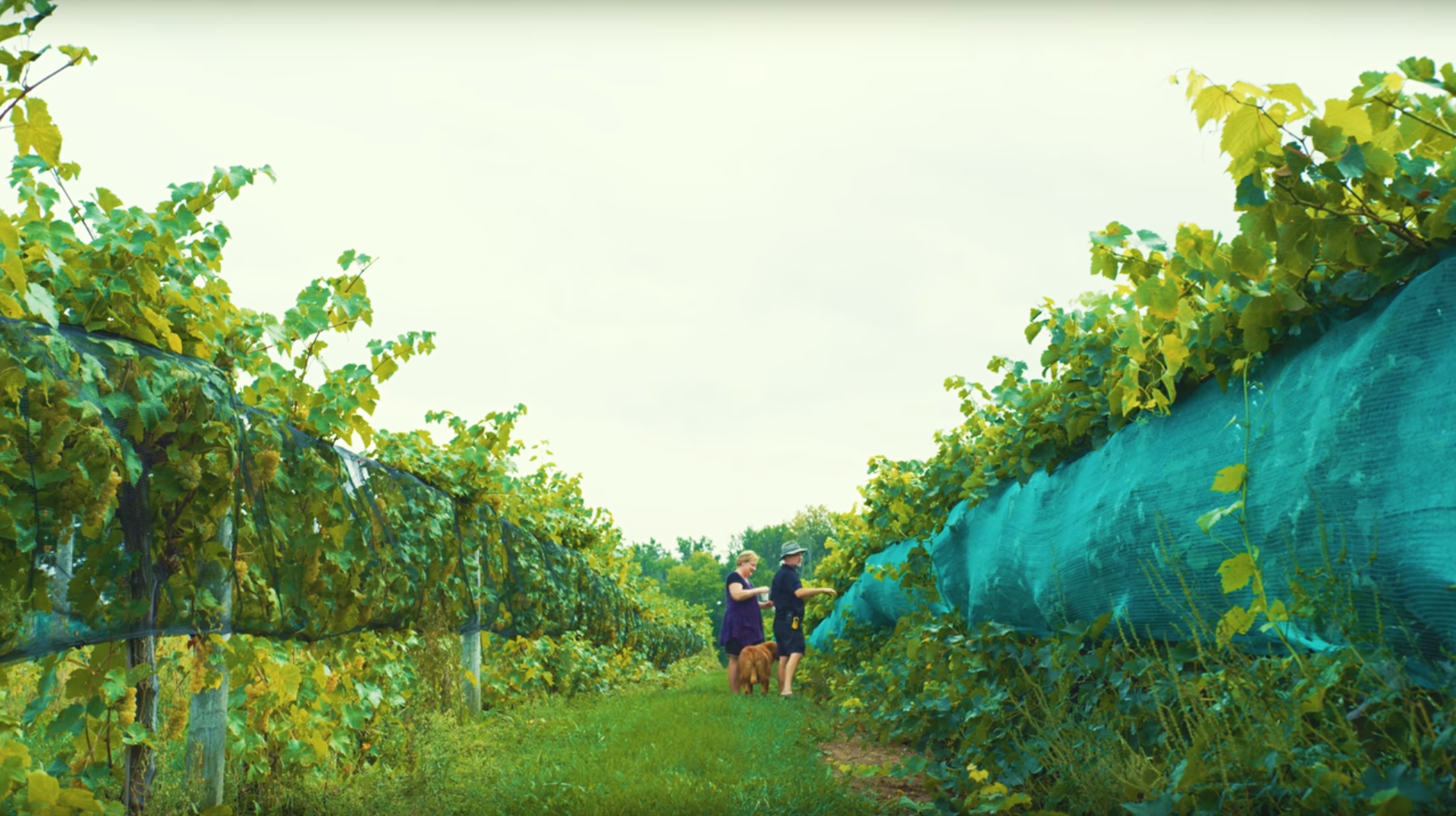 Alton Farms Estate Winery | Ontario's Blue Coast