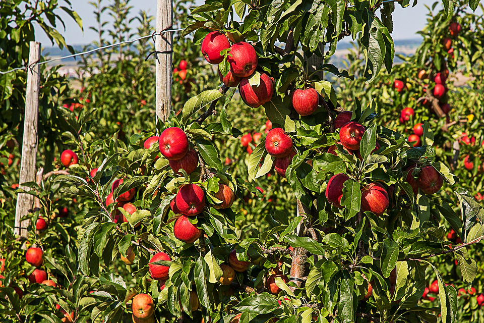 Twin Pines Orchards and Cider House - Ontario's Blue Coast