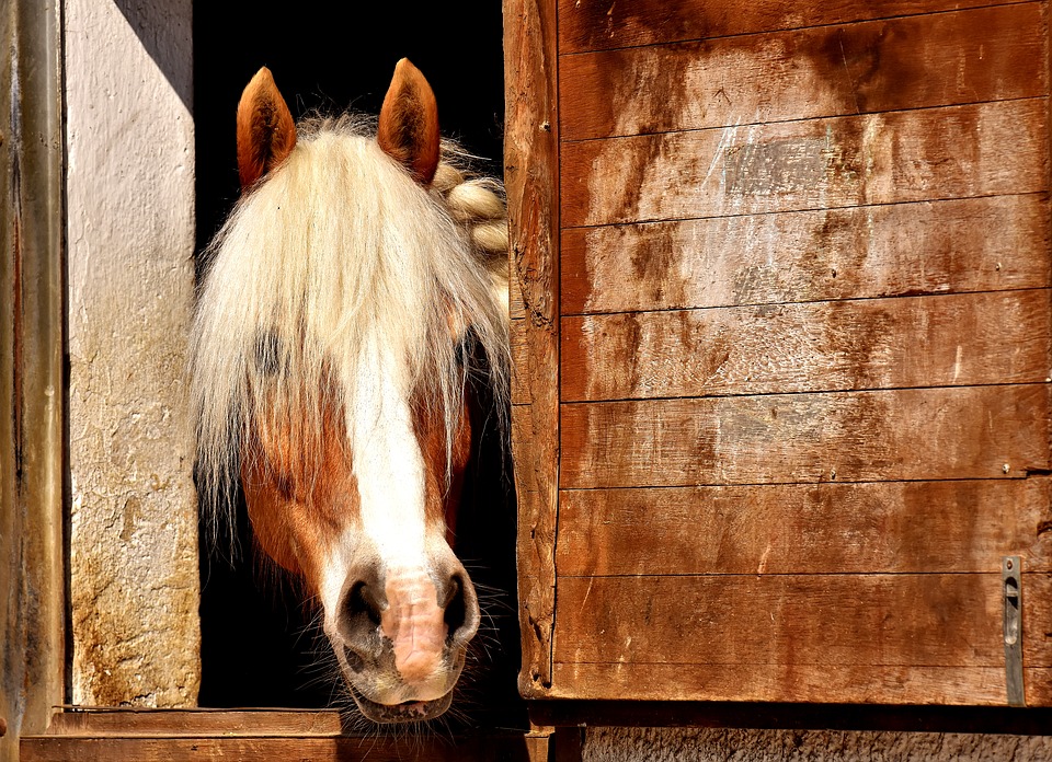 Beaver Meadow Stables | Ontario's Blue Coast